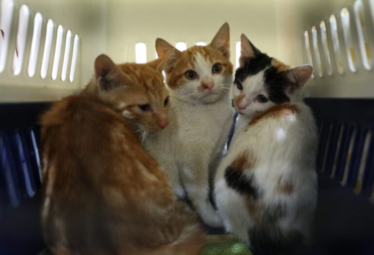 Surrendering a pet - SPCA