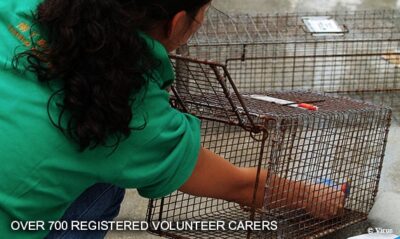 Cat Colony Care Programme - SPCA
