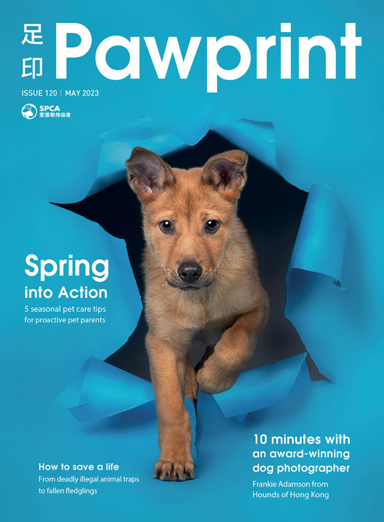 Pawprint Magazine - SPCA