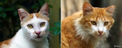 Cat Colony Care Programme - SPCA