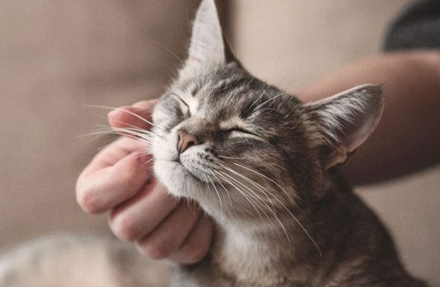 Cat Colony Care Programme At A Glance - SPCA