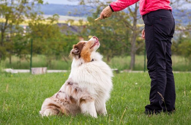 Dog Behaviour & Training Courses - SPCA