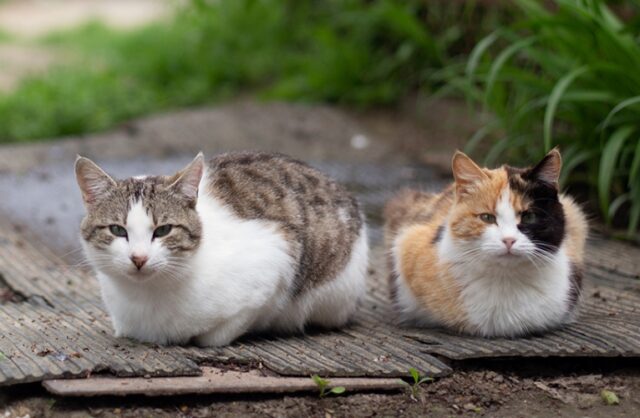 Cat Colony Care Programme At A Glance - SPCA