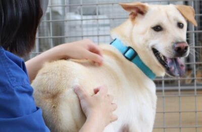 Dog Behaviour & Training Courses - SPCA