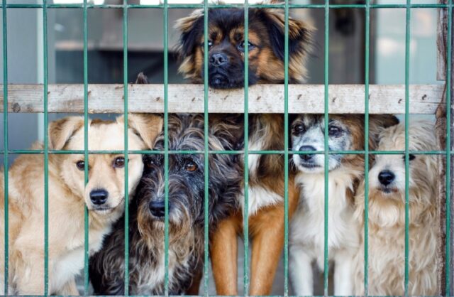 Puppy Mills in Hong Kong - SPCA