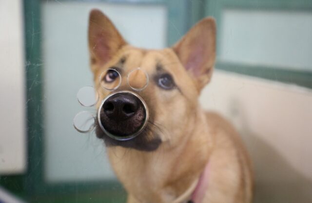 Animals For Adoption - SPCA