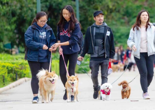 Post-Adoption Support - SPCA