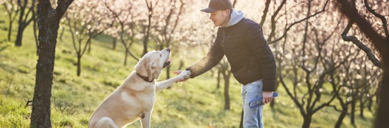 Pet Care+ Training Course - SPCA