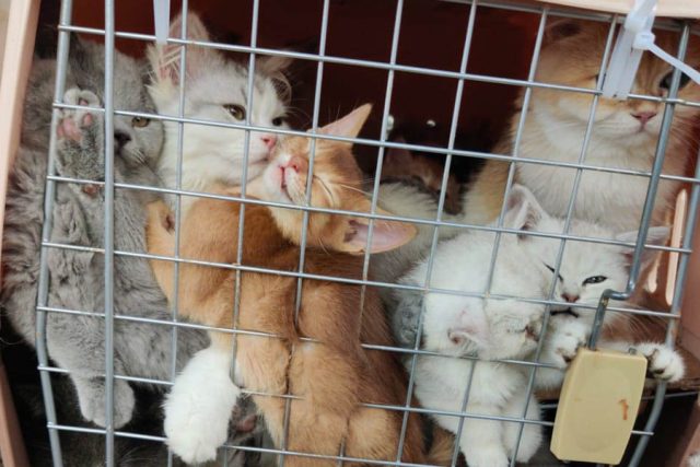 Issue 122 – Letting the cat out of the bag on pet smuggling - SPCA