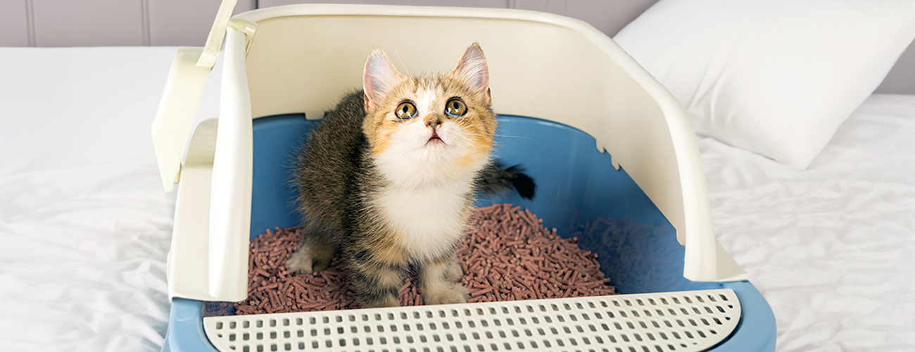 Pet Care+ Training Course - SPCA