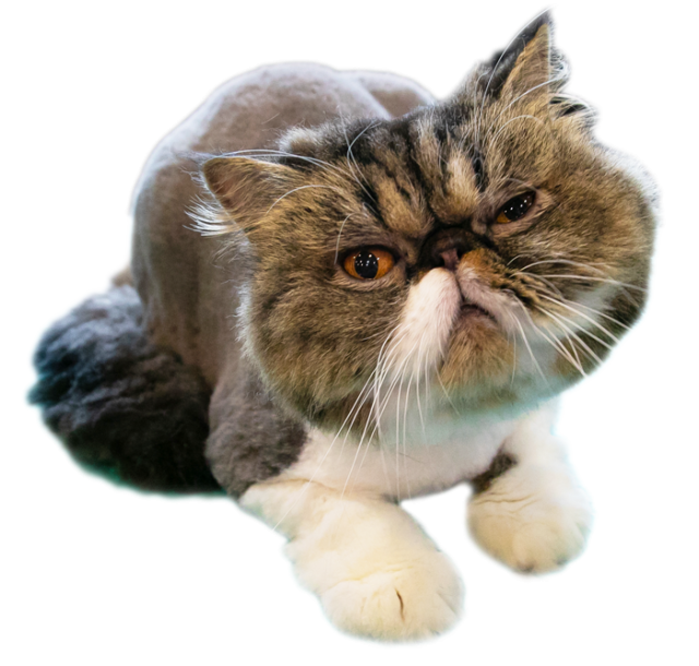 Issue 123 – Grooming Tips for Cat Owners - SPCA