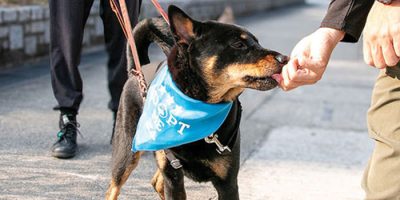 Dog Behaviour & Training Courses - SPCA