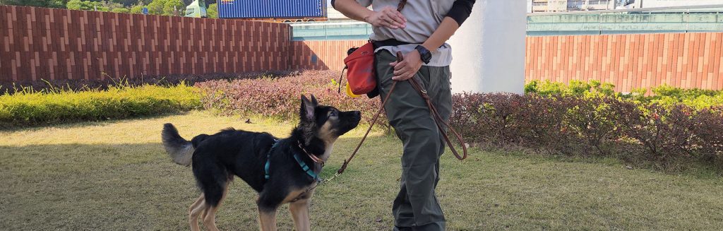 Dog Behavior Training Course - SPCA