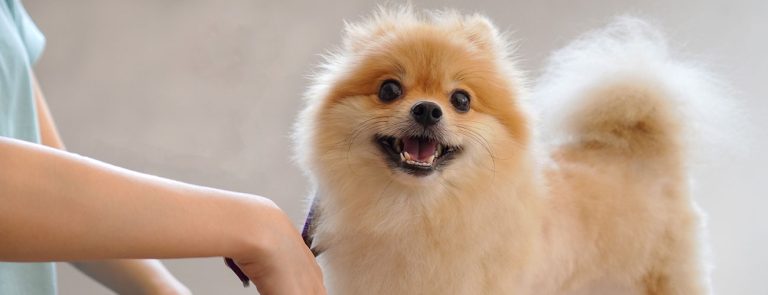 DIY Dog Grooming at Home - SPCA