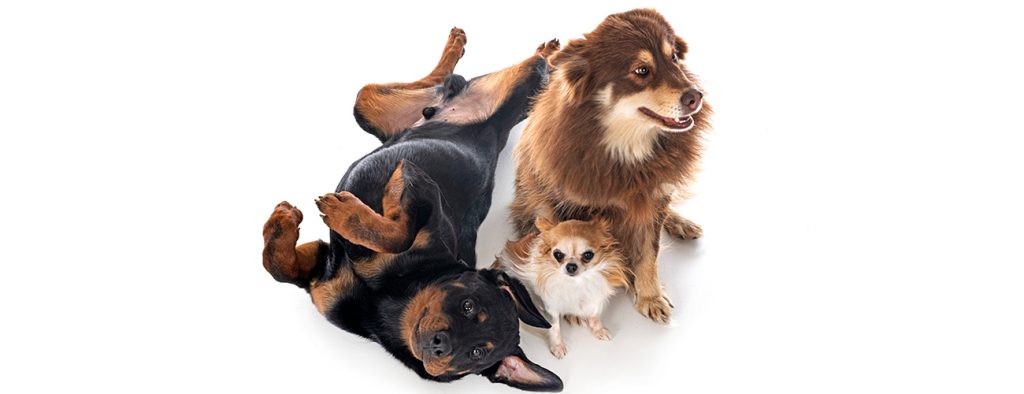 Pet Care+ Training Course - SPCA